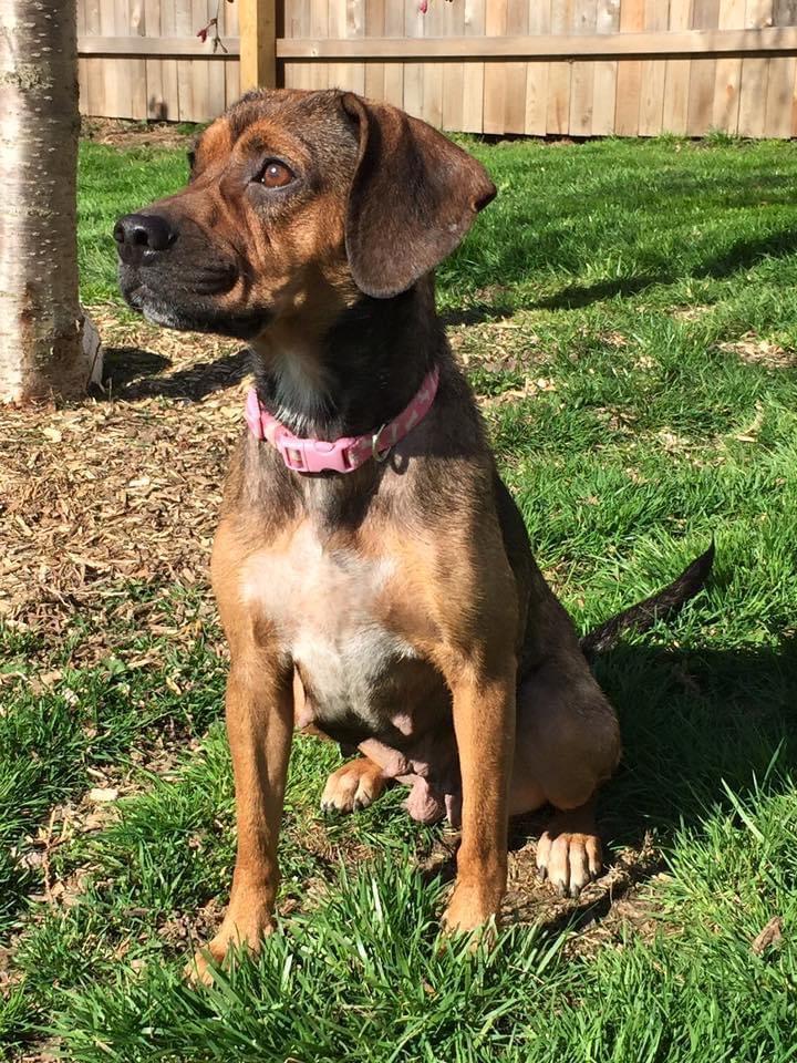 Adoption Process – Wags Rescue