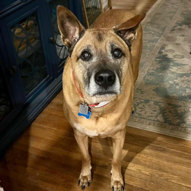 Surrender Your Pet – Wags Rescue