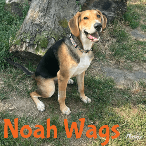 Available Dogs – Wags Rescue