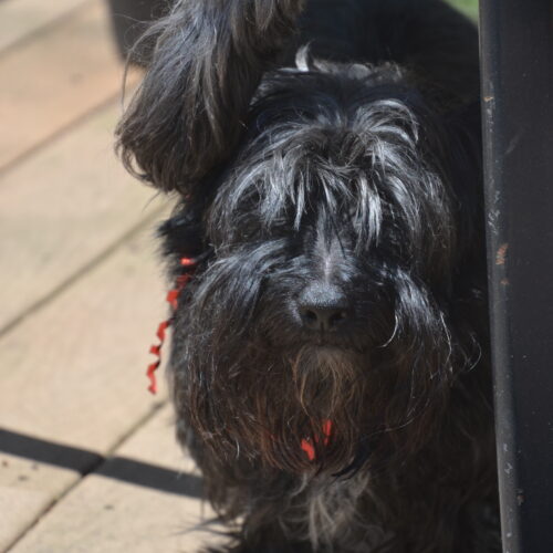 Available Dogs – Wags Rescue