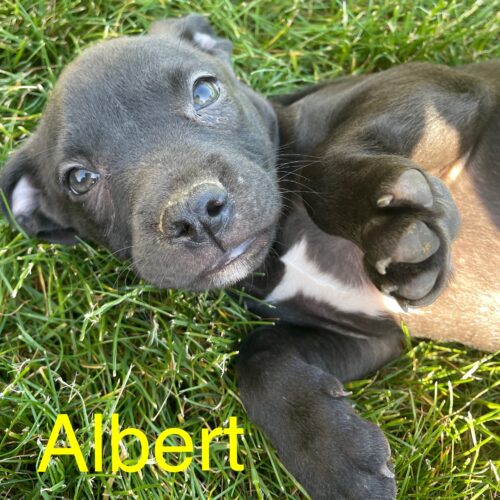 Available Dogs – Wags Rescue