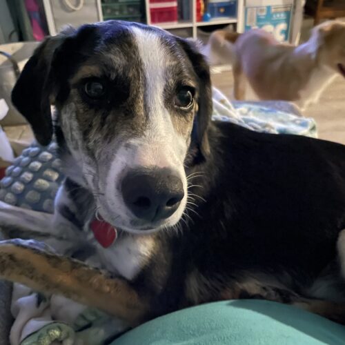 Available Dogs – Wags Rescue