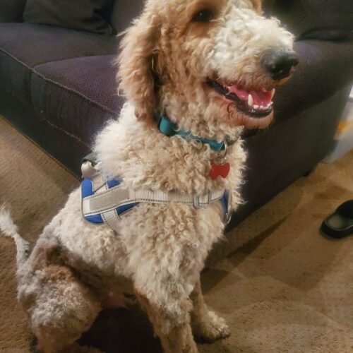 Available Dogs – Wags Rescue