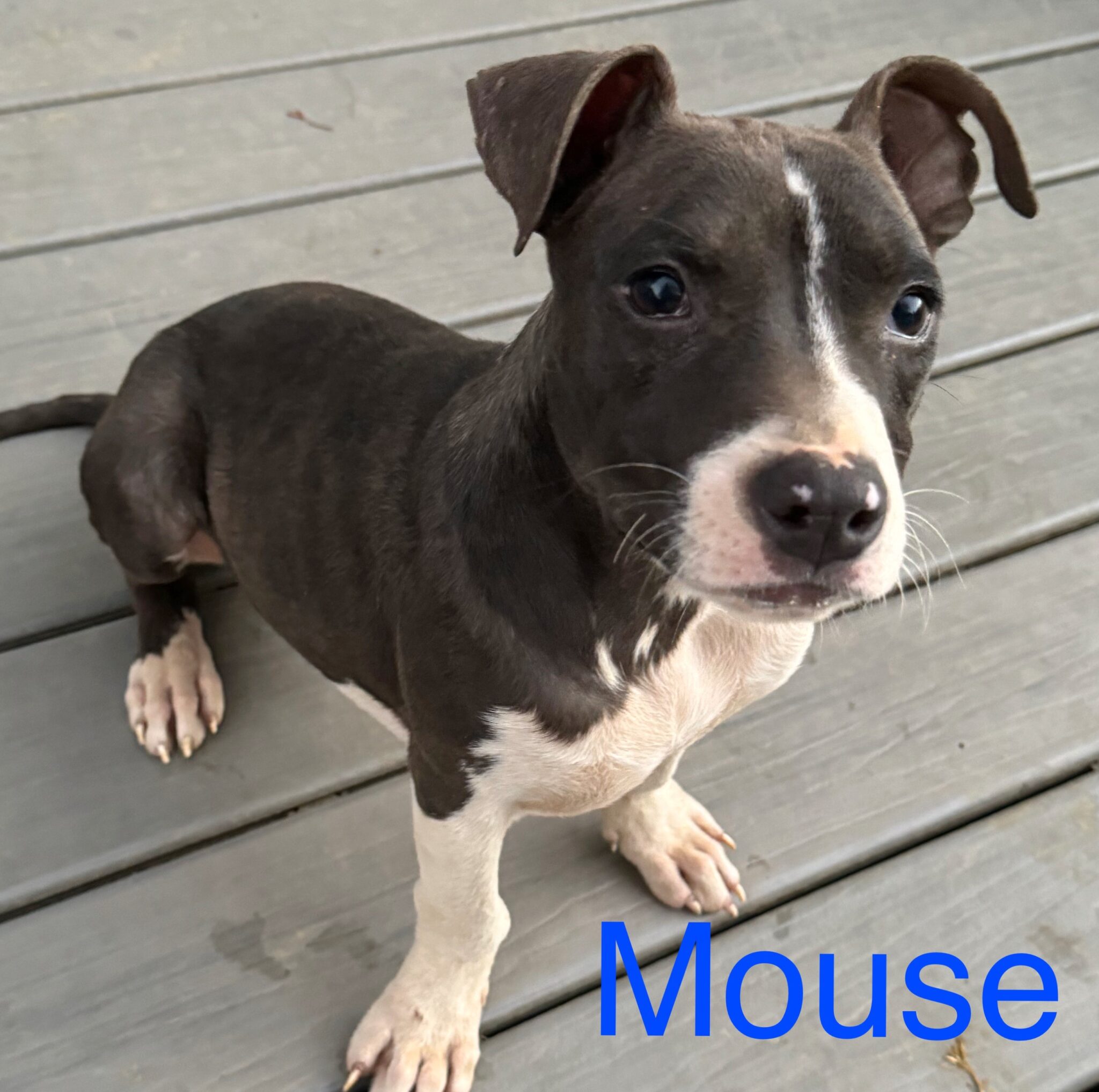 Available Dogs – Wags Rescue