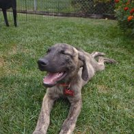 Available Dogs – Wags Rescue